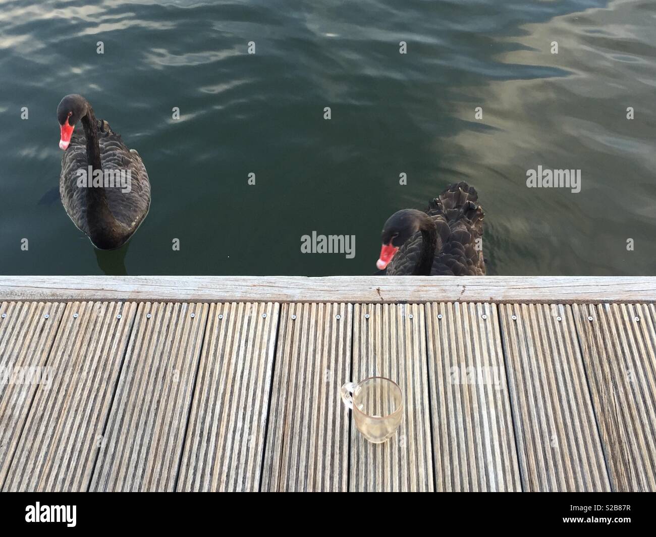 Swans canal hi-res stock photography and images - Alamy