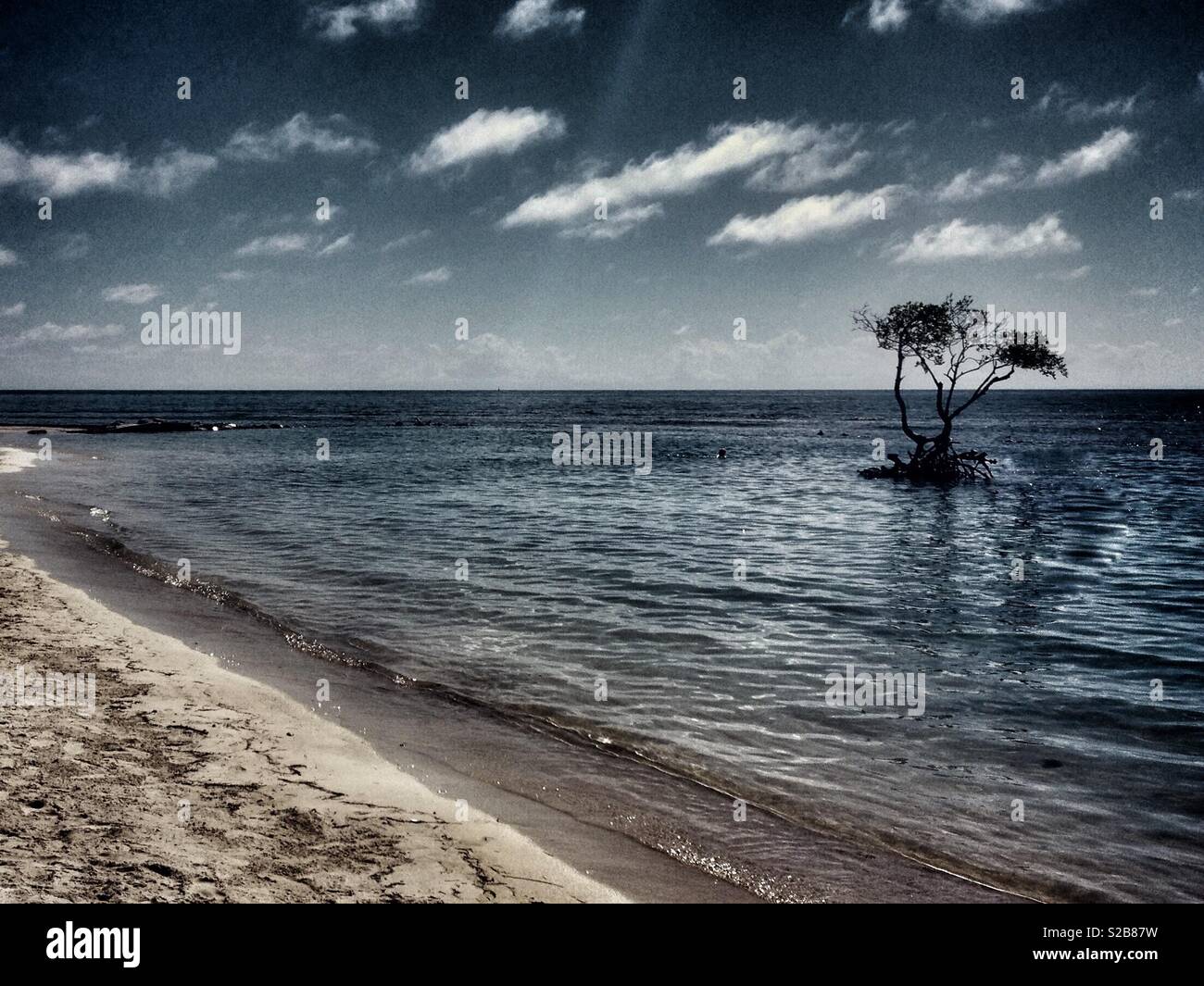 A tree in the sea at Roatan, Honduras Stock Photo - Alamy