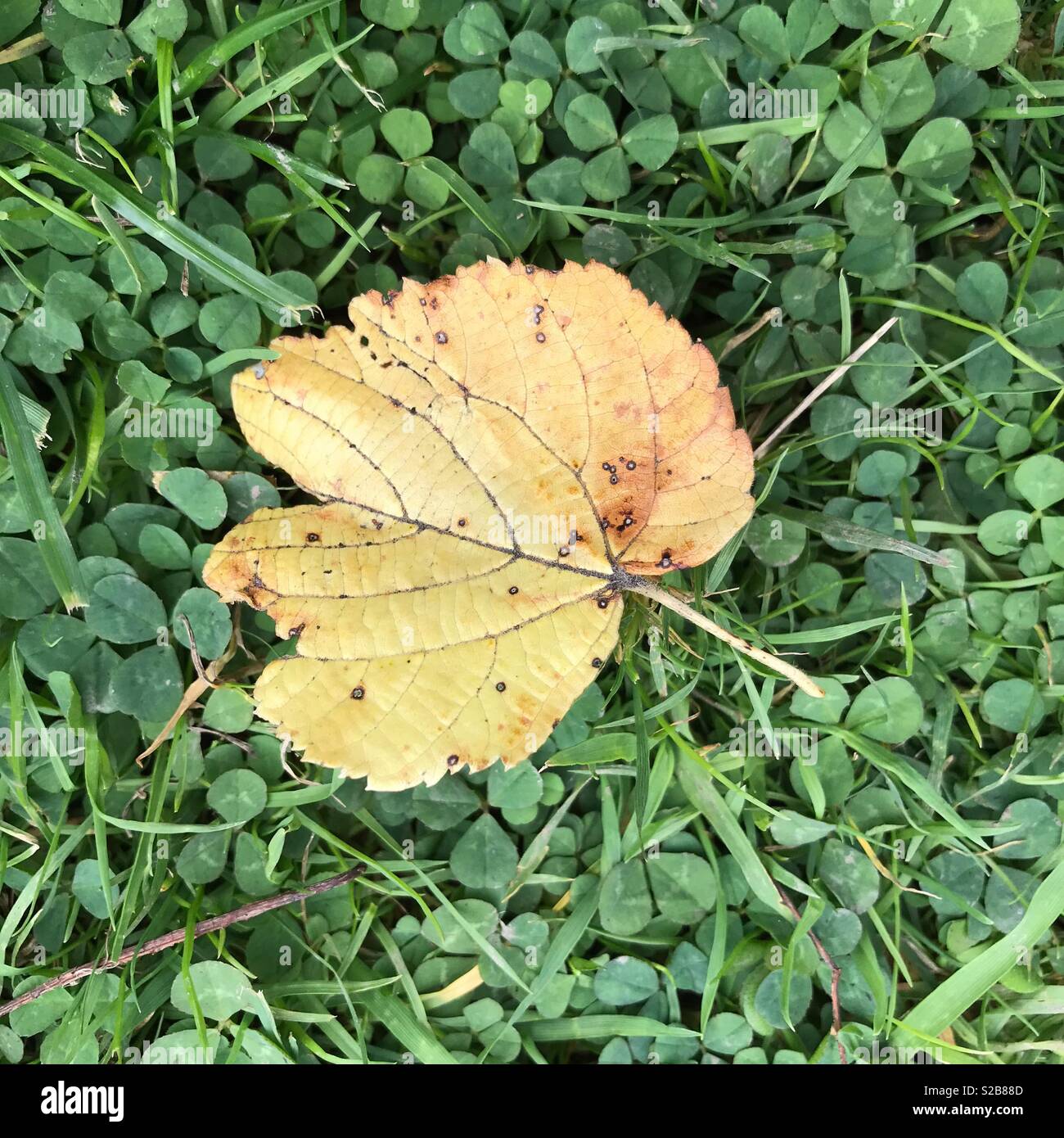Four Leaf Grass High Resolution Stock Photography and Images - Alamy