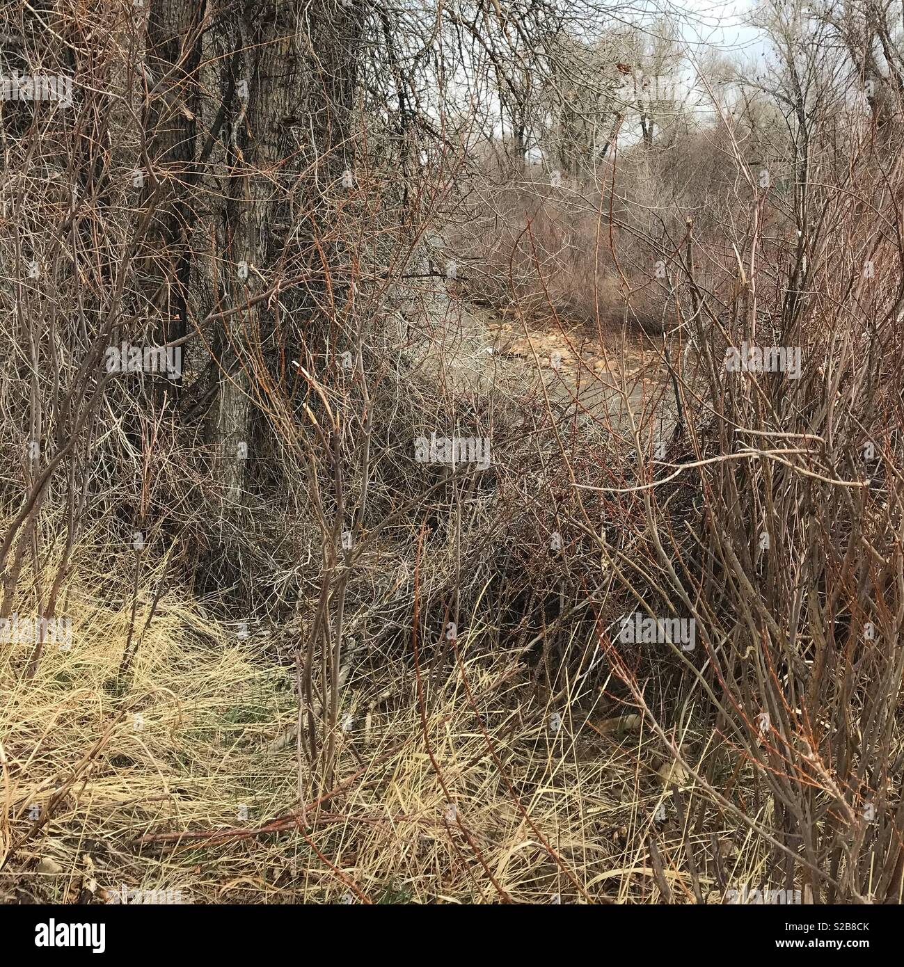 Brush by river High Resolution Stock Photography and Images - Alamy