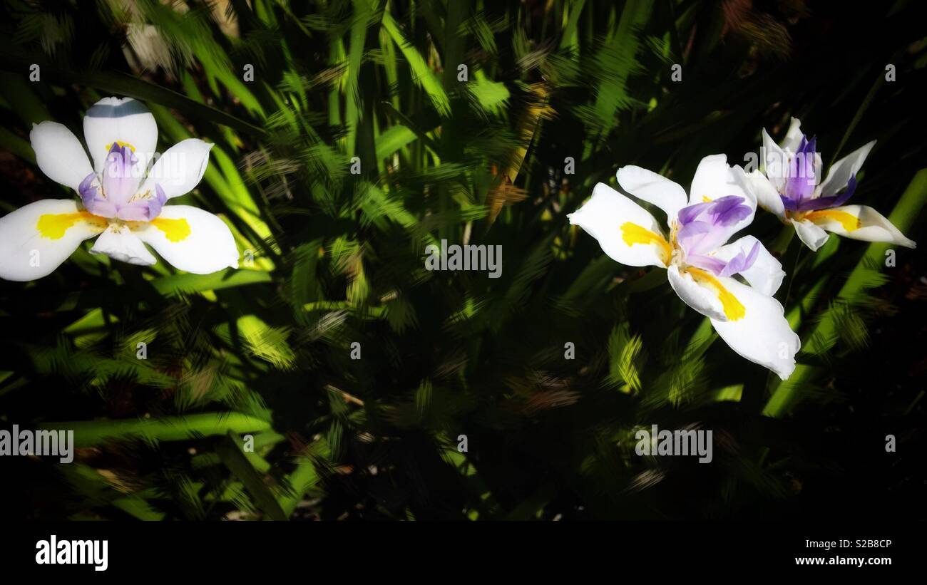 Three flowers of iris dichotoma Pall. in painting style Stock Photo - Alamy