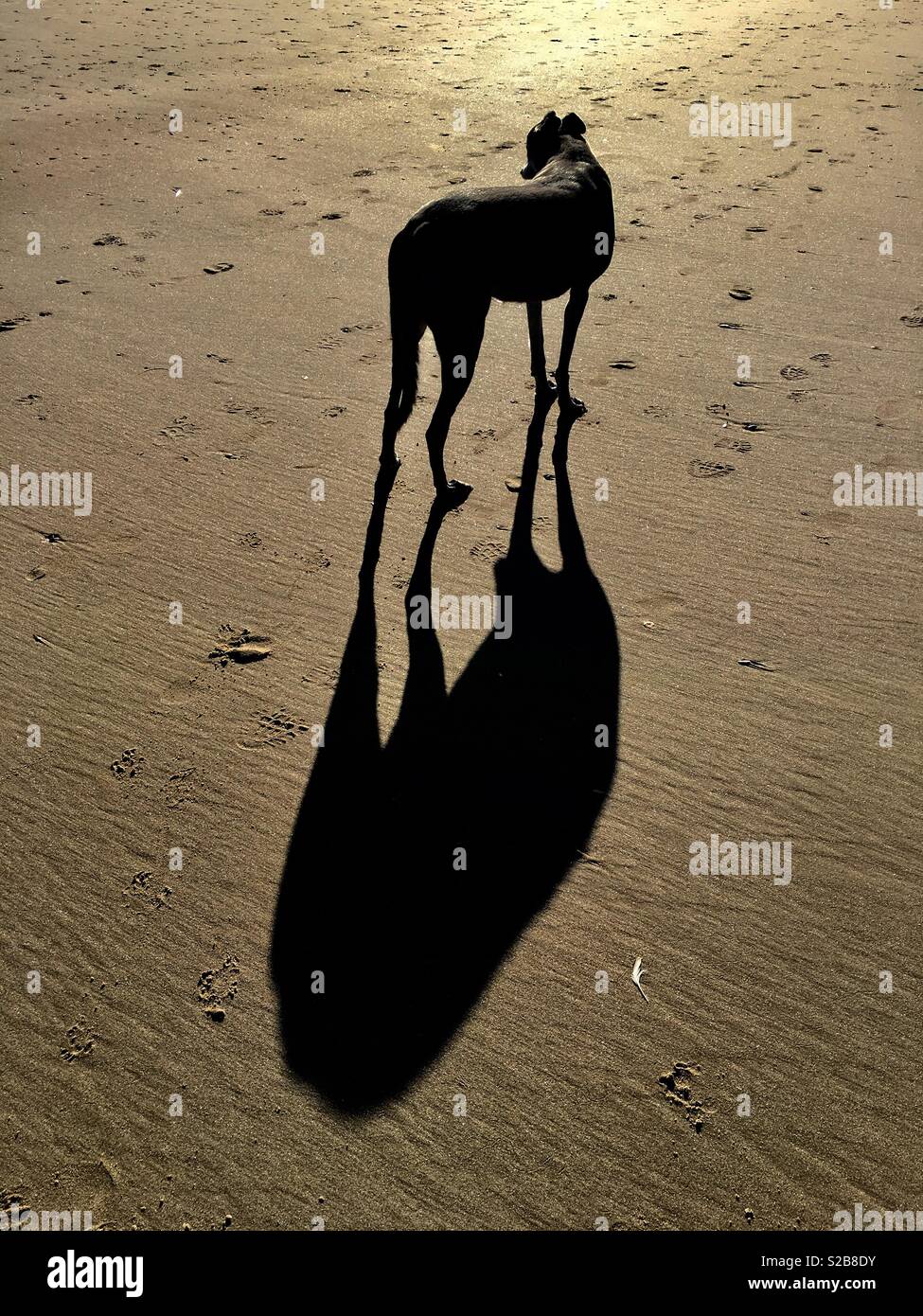 A greyhound casts a long shadow on a beach Stock Photo - Alamy