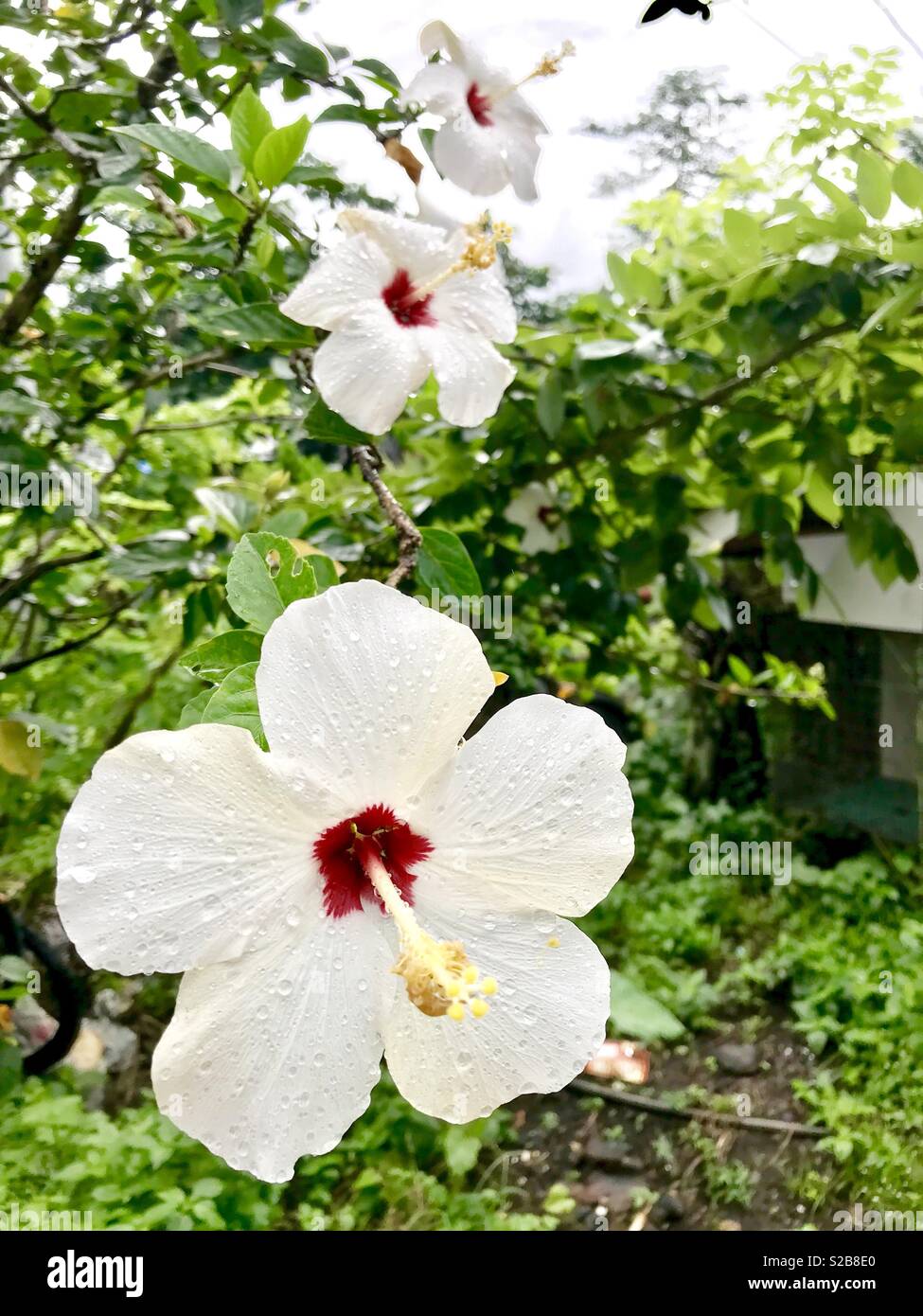 Three flowers in a row Stock Photo - Alamy