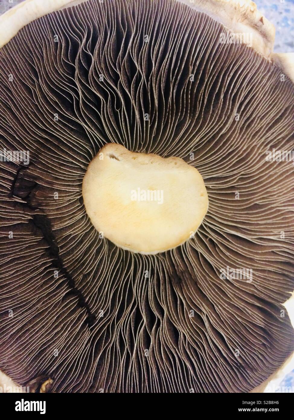 Large field mushroom hi-res stock photography and images - Alamy