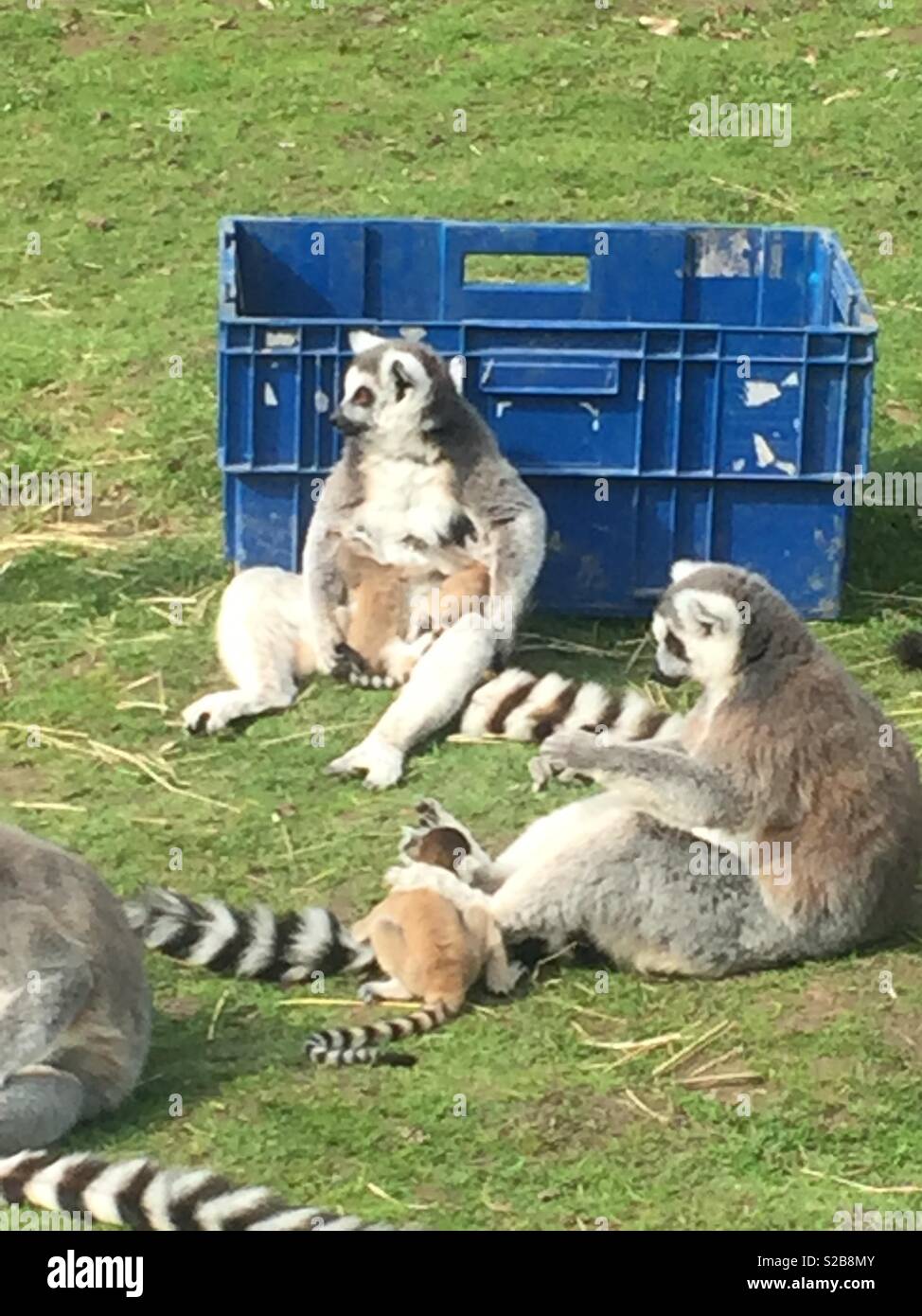 Lemur wood hi-res stock photography and images - Alamy