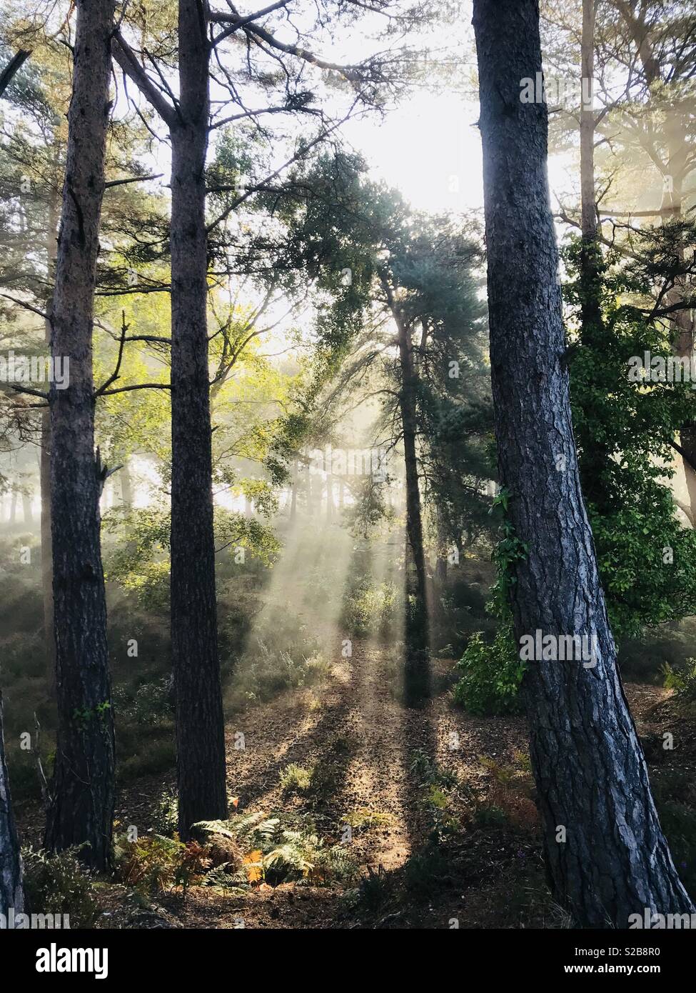 Sunbeams and trees hi-res stock photography and images - Alamy