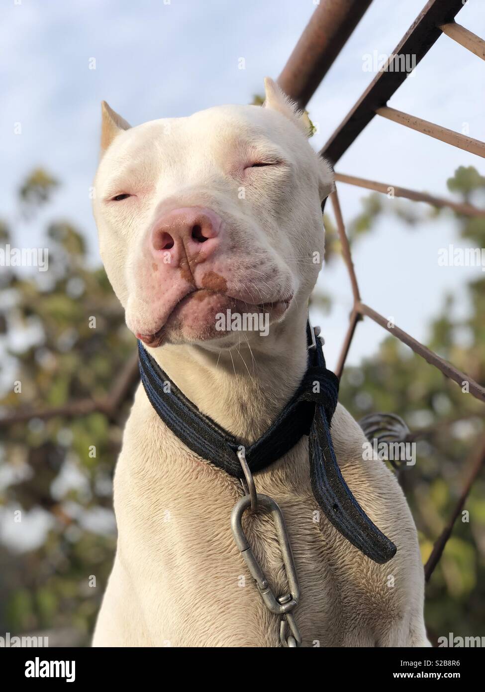 The bully hi-res stock photography and images - Alamy