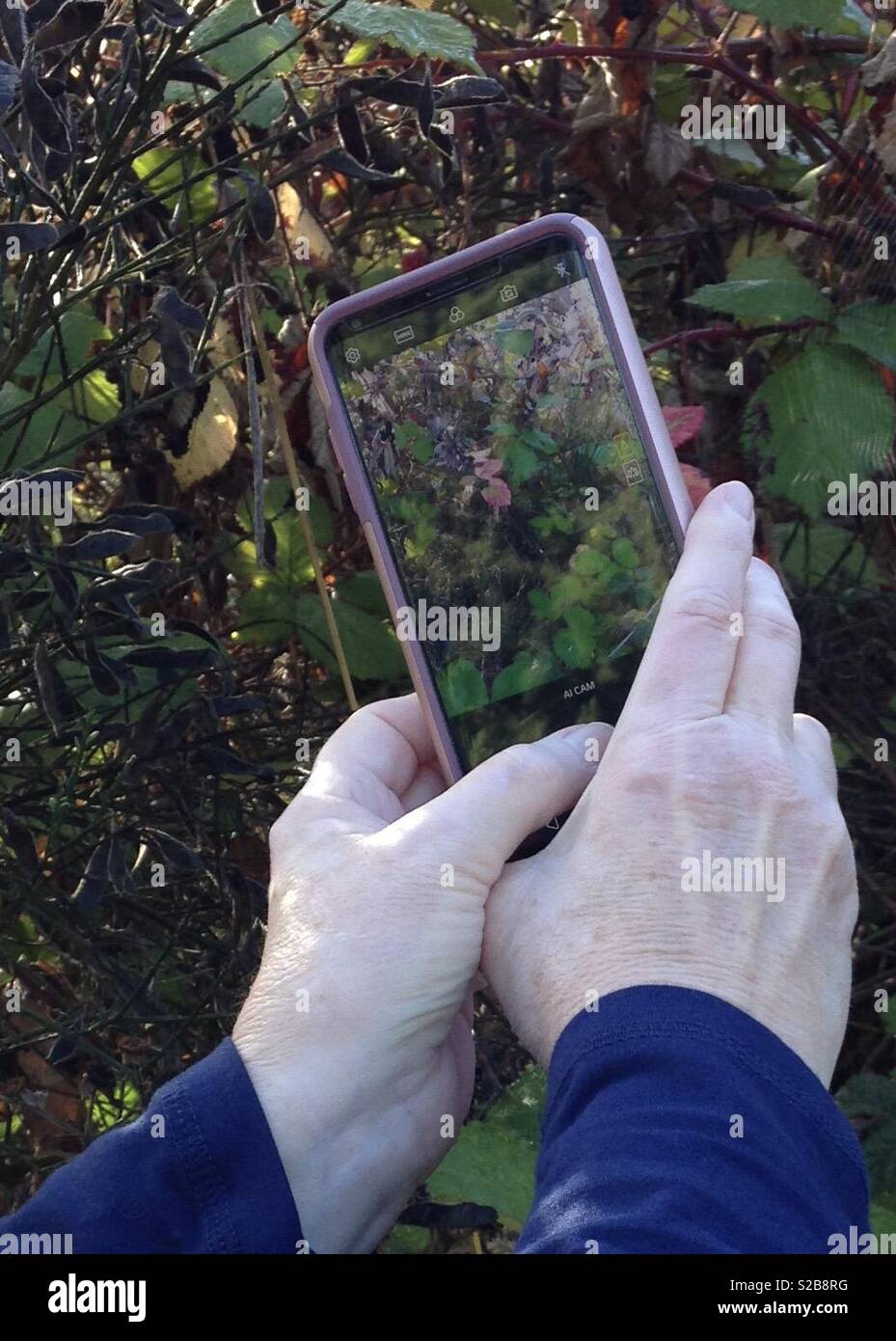 Photo Opp. Flower that caught the eye of a tourist Stock Photo - Alamy