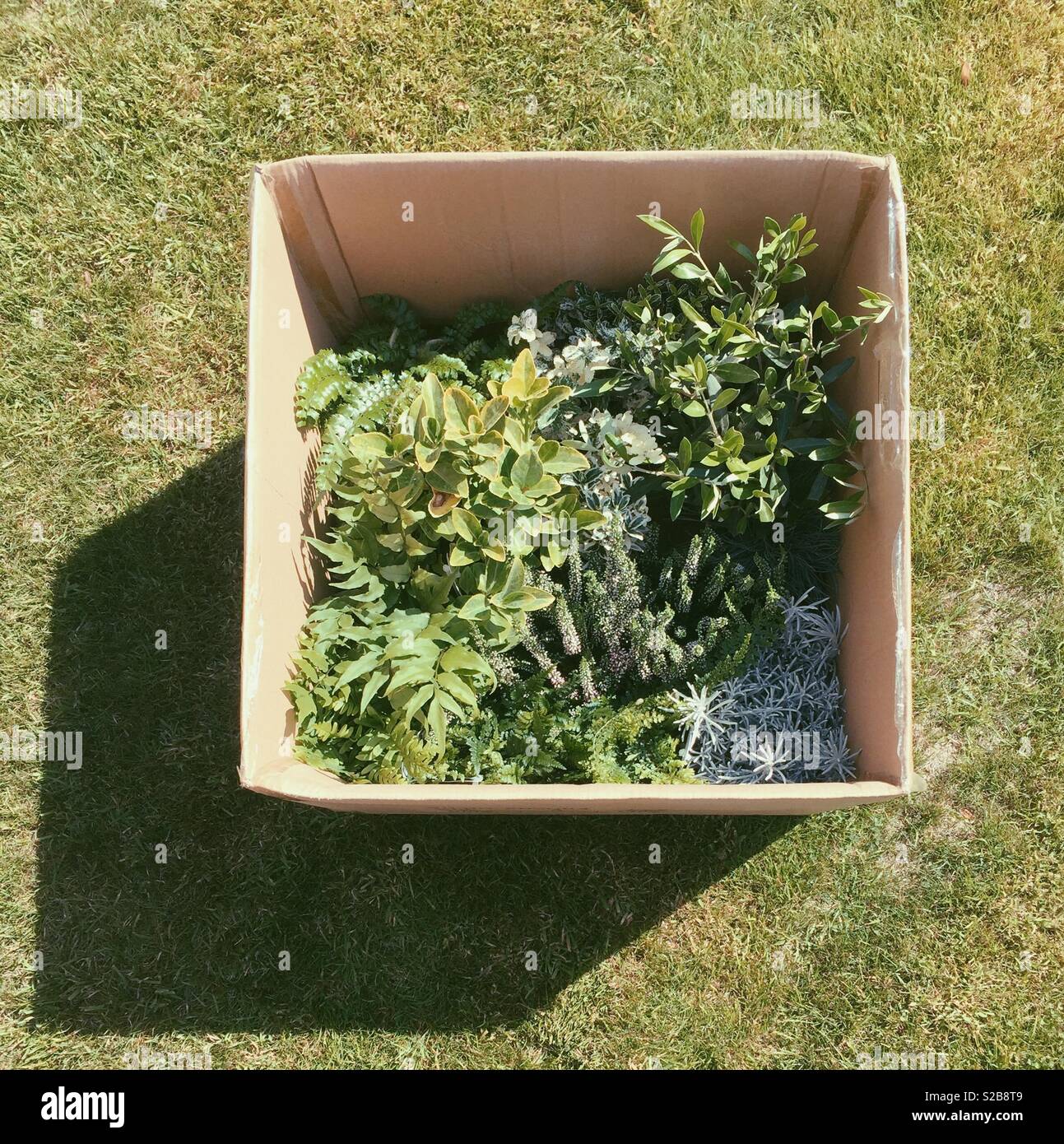 Box of plants Stock Photo - Alamy