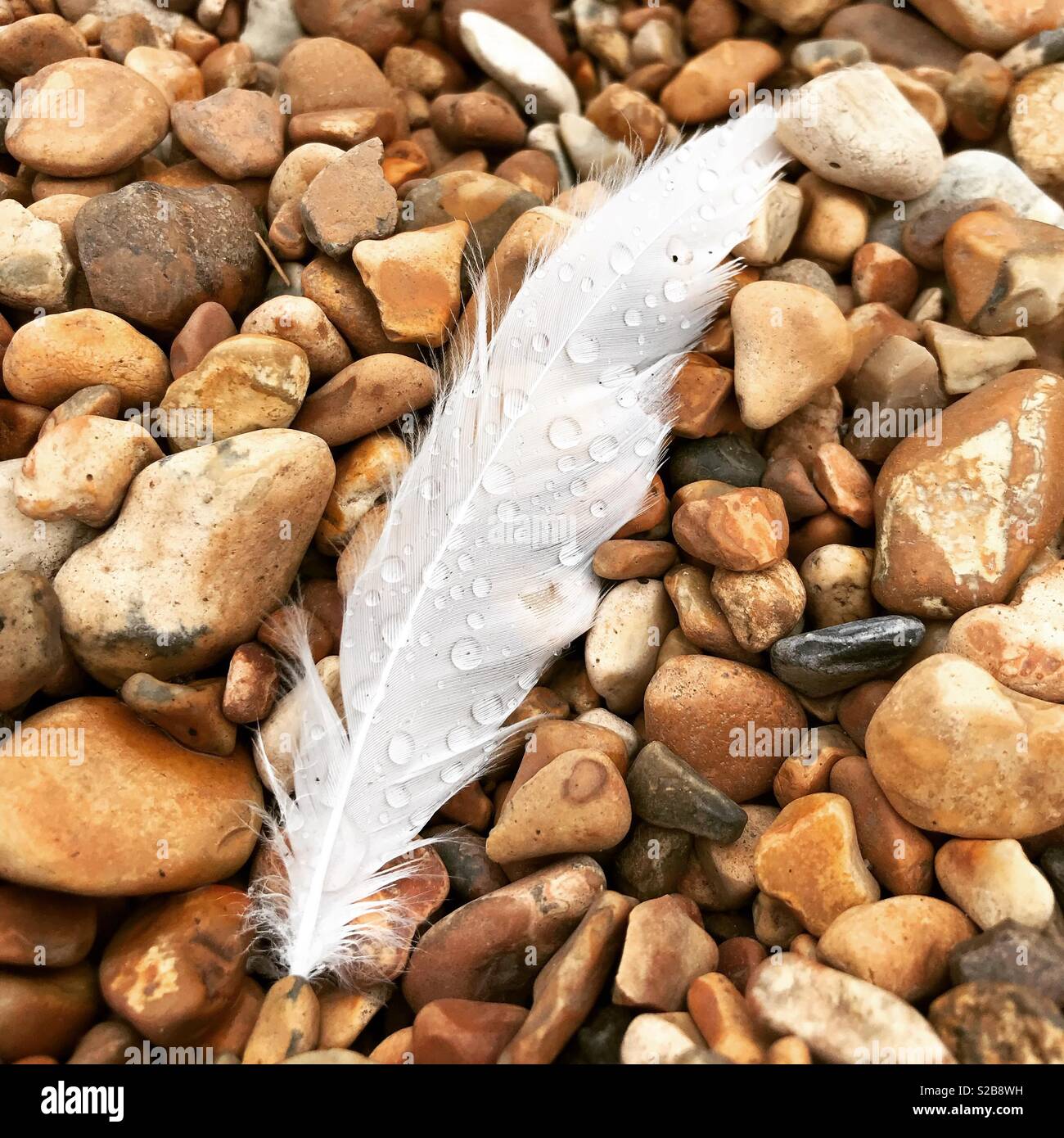 White feather on rocks at the beach, water droplets on top of the ...