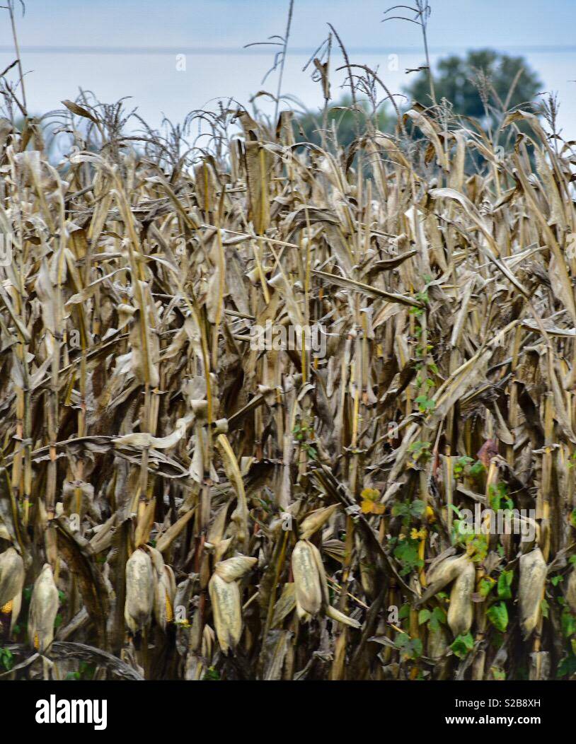 Indiana corn hi-res stock photography and images - Alamy