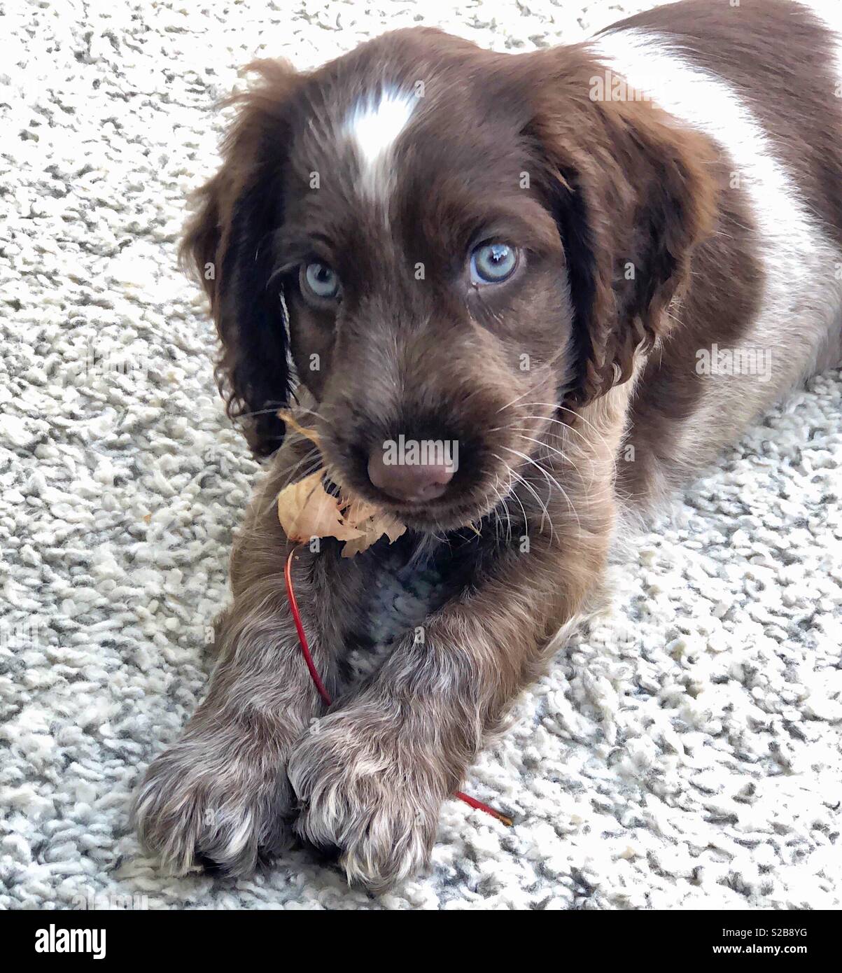 Puppy dog eyes Stock Photo - Alamy