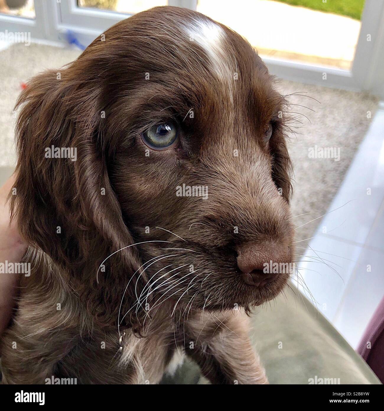 Puppy dog eyes Stock Photo - Alamy