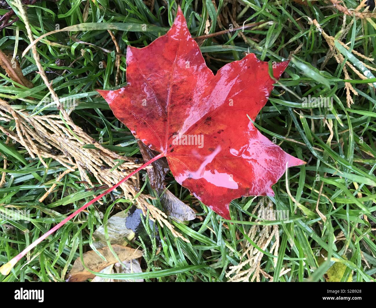 Bright red maple leaf Stock Photo - Alamy