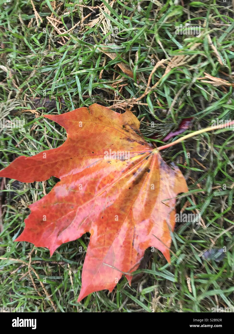 Fall leaf flames Stock Photo - Alamy