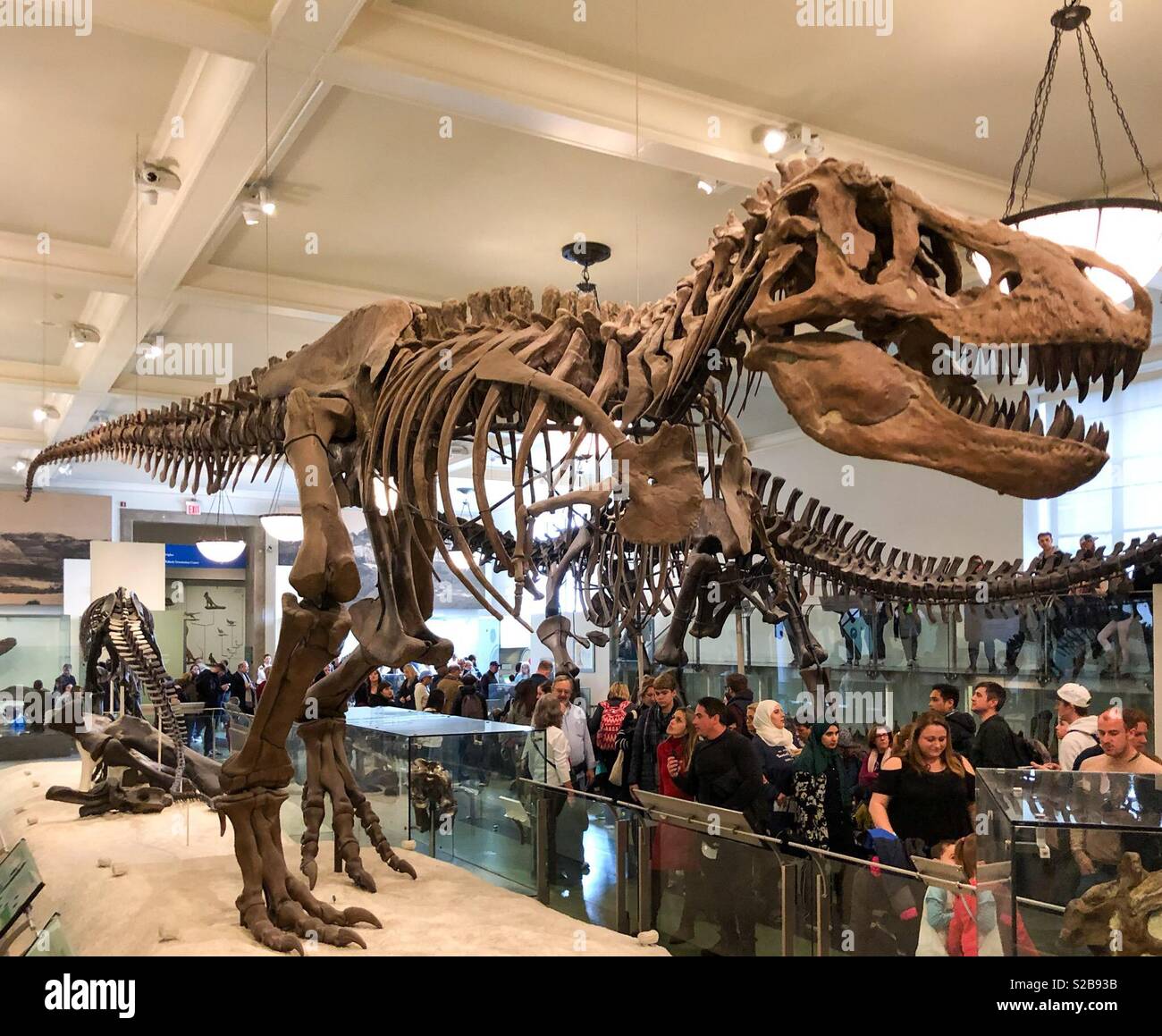 T rex skeleton hi-res stock photography and images - Alamy