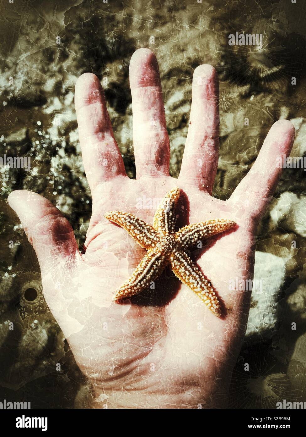 Common Starfish on a man’s hand Stock Photo - Alamy