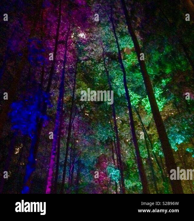 Moon through brightly coloured trees Stock Photo - Alamy