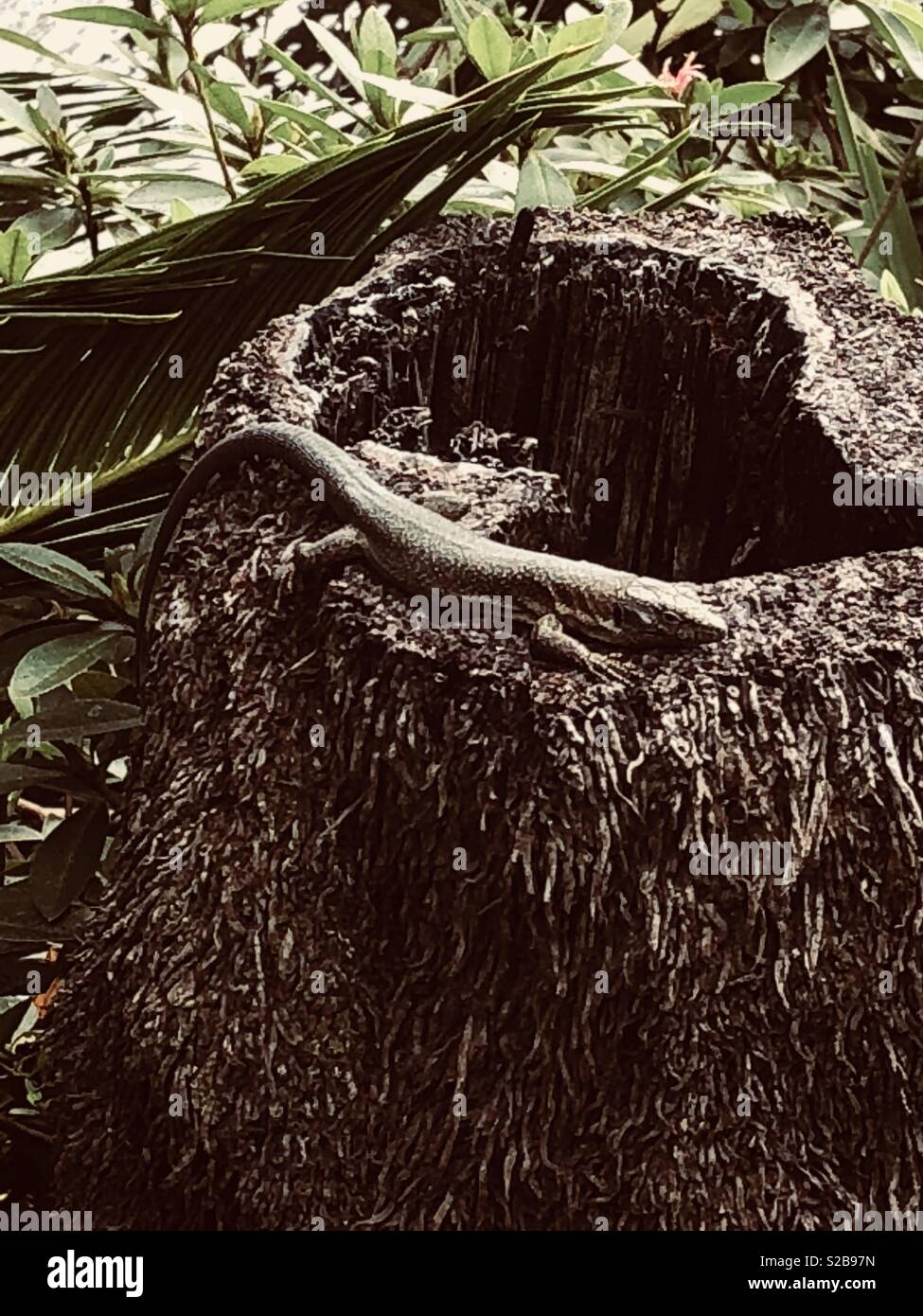 Lizzard botanical Garden Madeira Stock Photo - Alamy