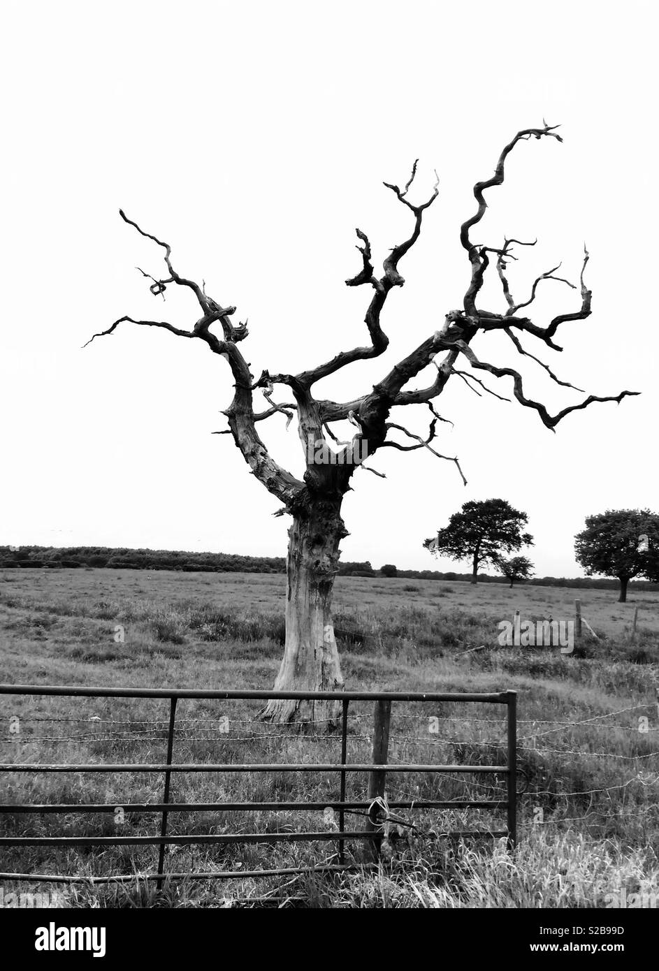 Old dead field hi-res stock photography and images - Alamy