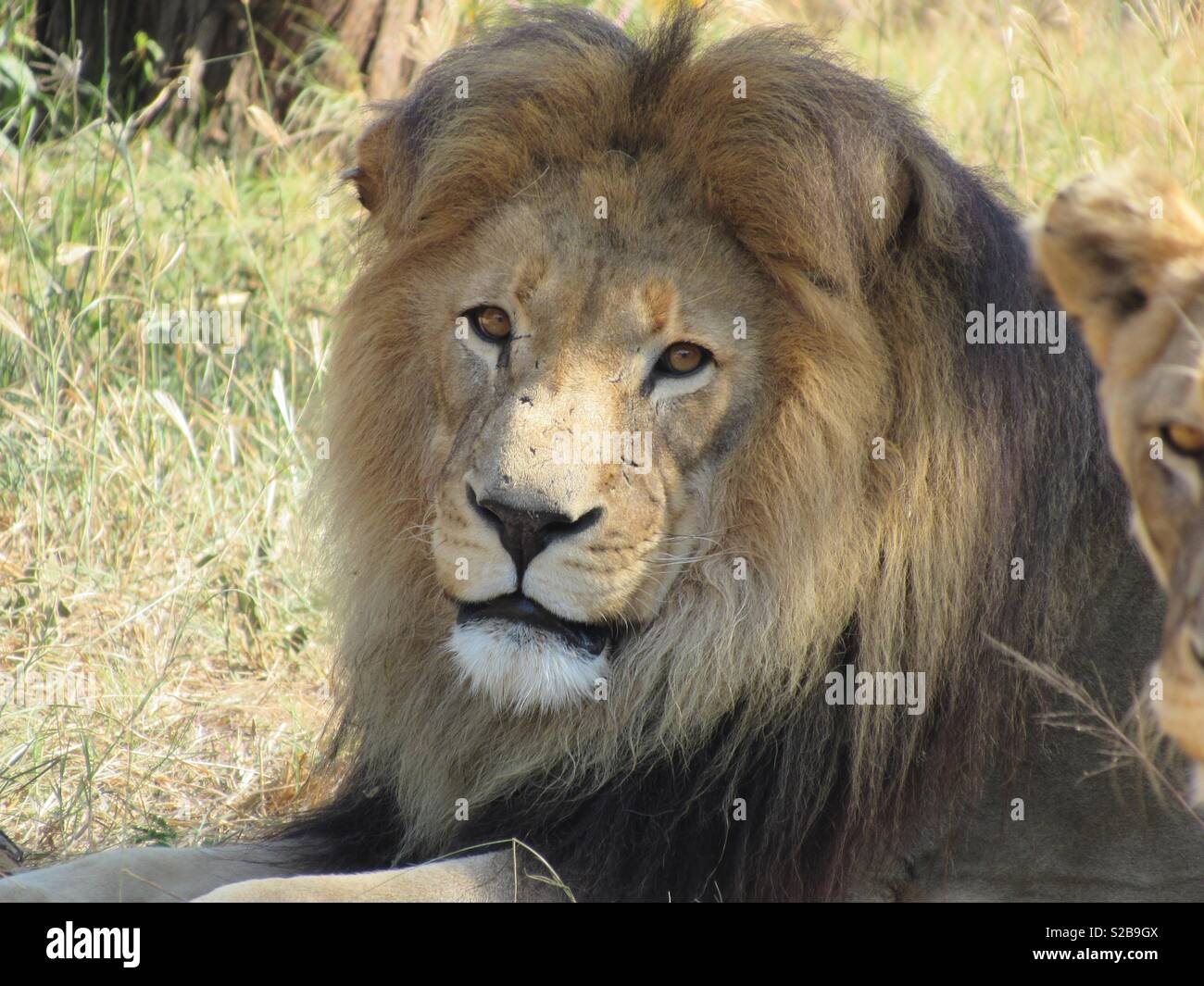 Stare Off High Resolution Stock Photography and Images - Alamy