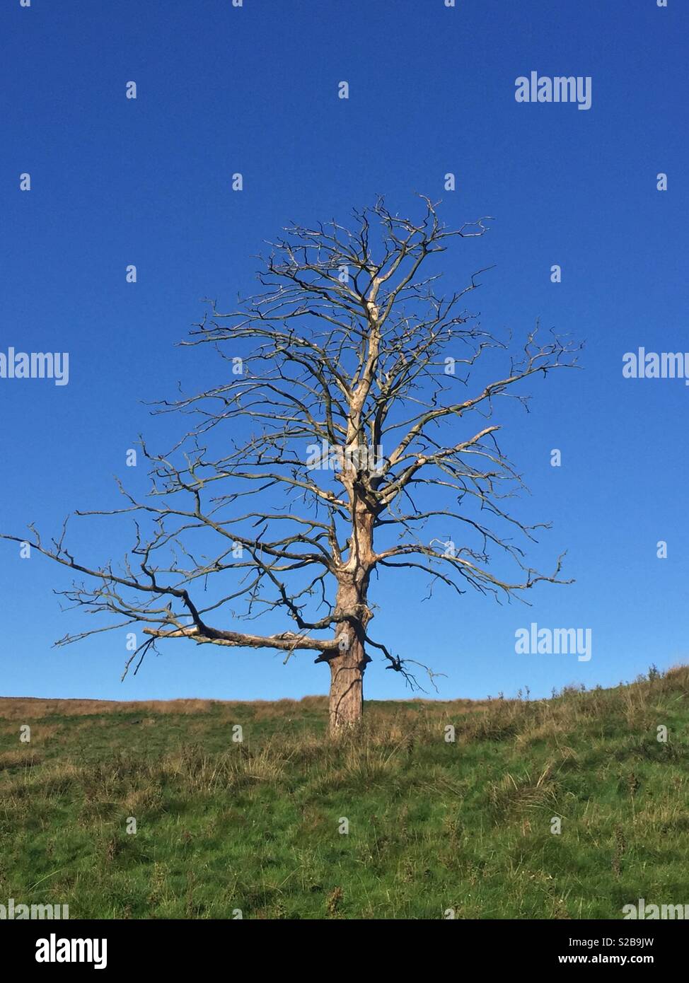 Sunshine in tree hi-res stock photography and images - Alamy