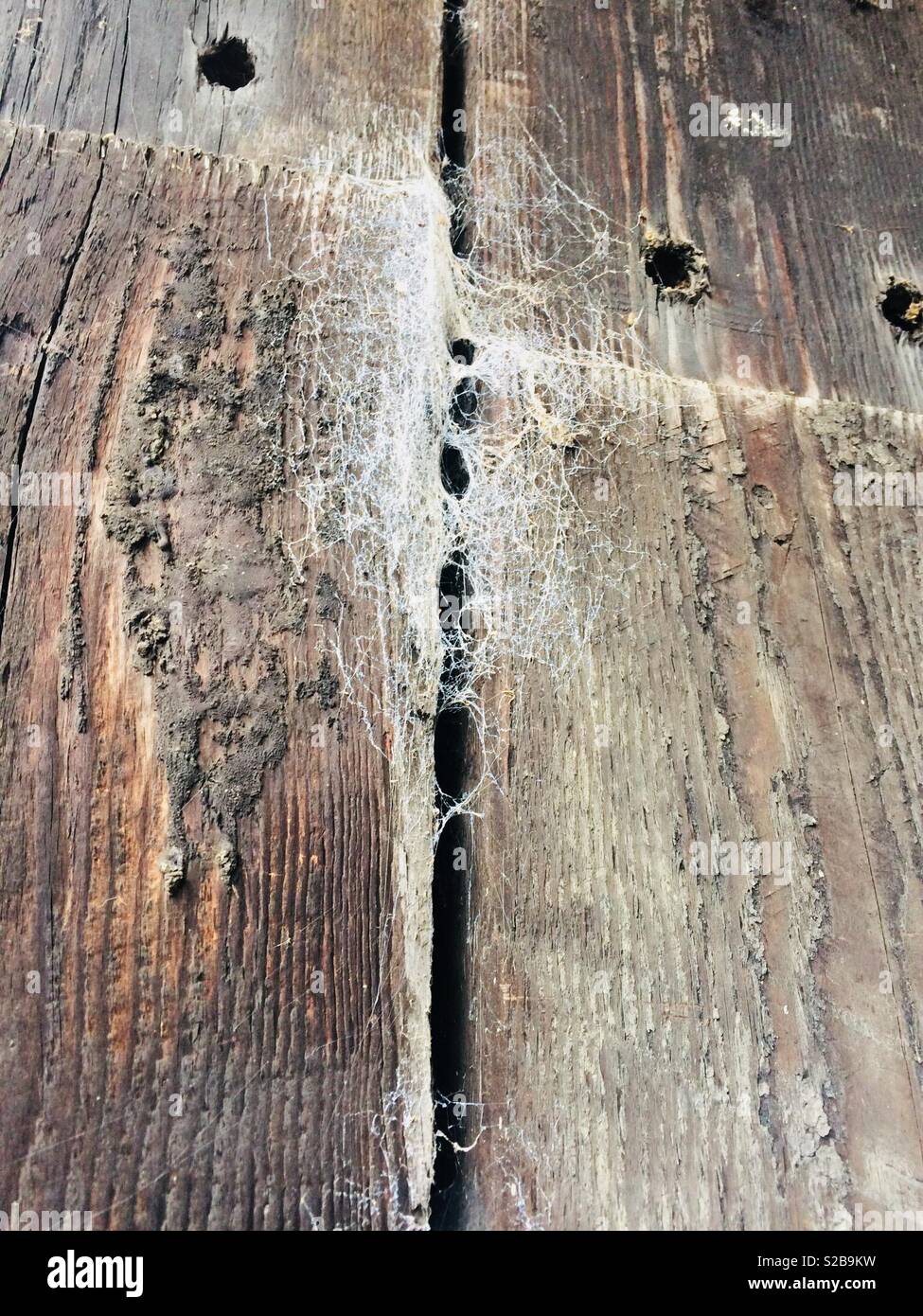 Spiders and their home webs hi-res stock photography and images - Alamy