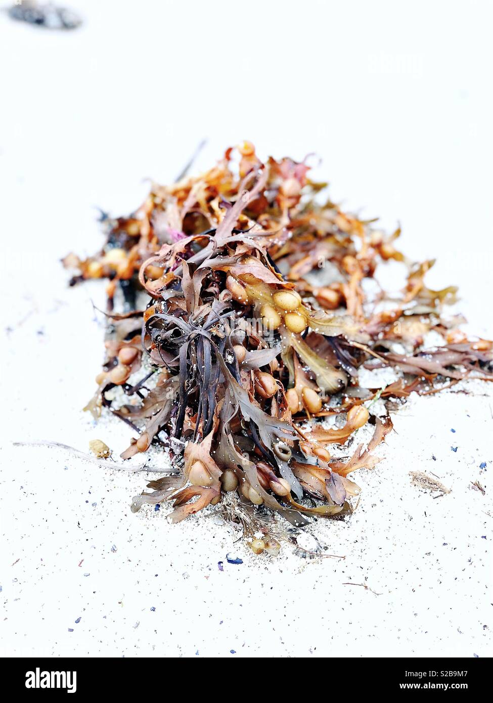Seaweed colours hi-res stock photography and images - Alamy