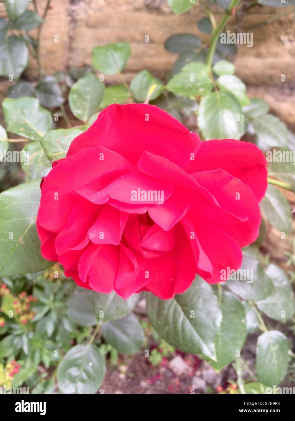 Full bloom red rose hi-res stock photography and images - Alamy