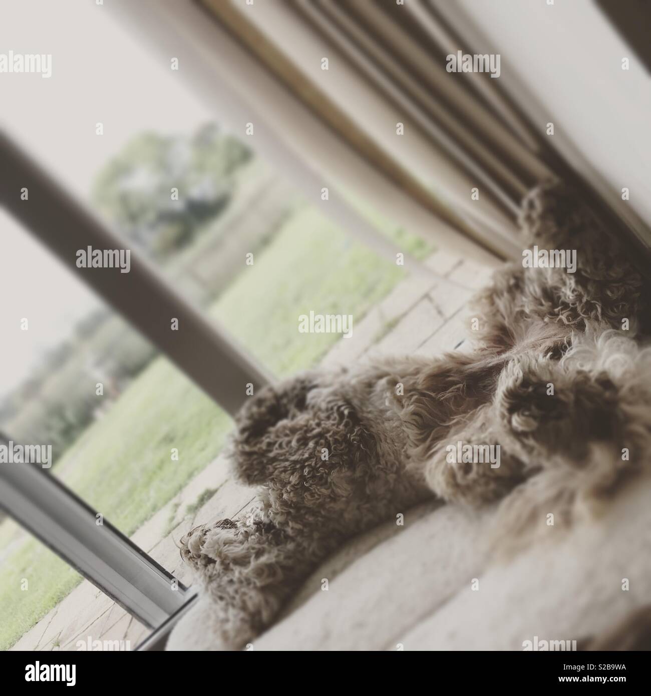 Hard life of dog hi-res stock photography and images - Alamy