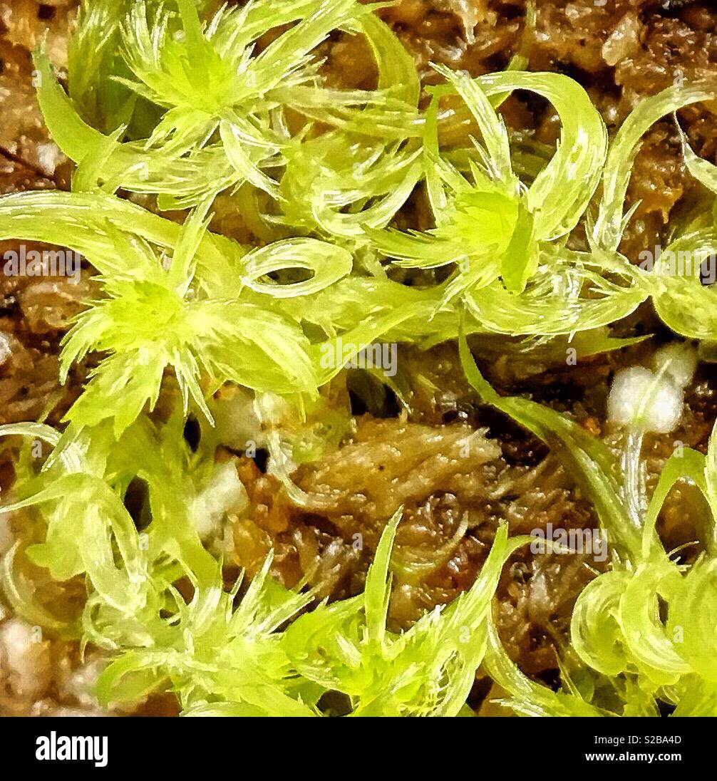 Moss bog hi-res stock photography and images - Alamy