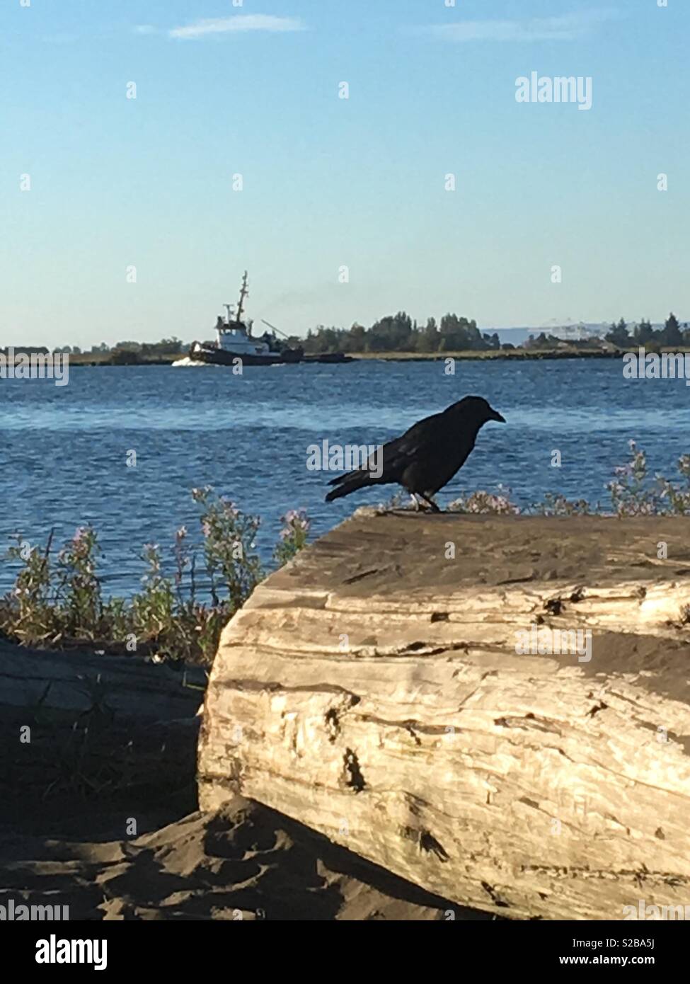 Black bird on log Stock Photo - Alamy