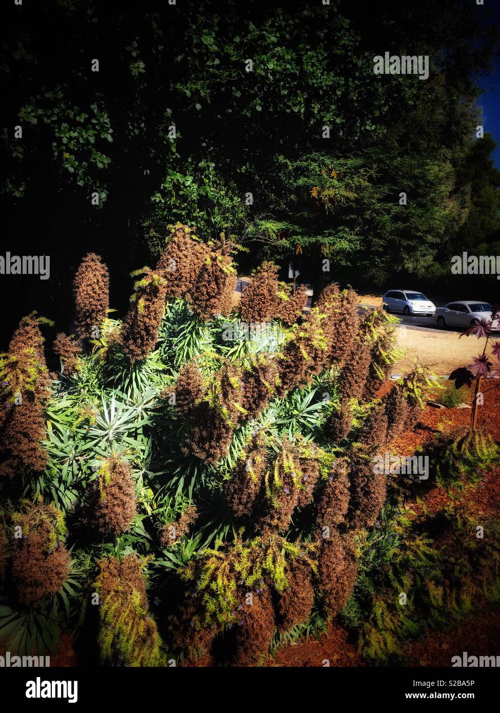 The unknown flowers of a plant by the road side and two cars Stock ...