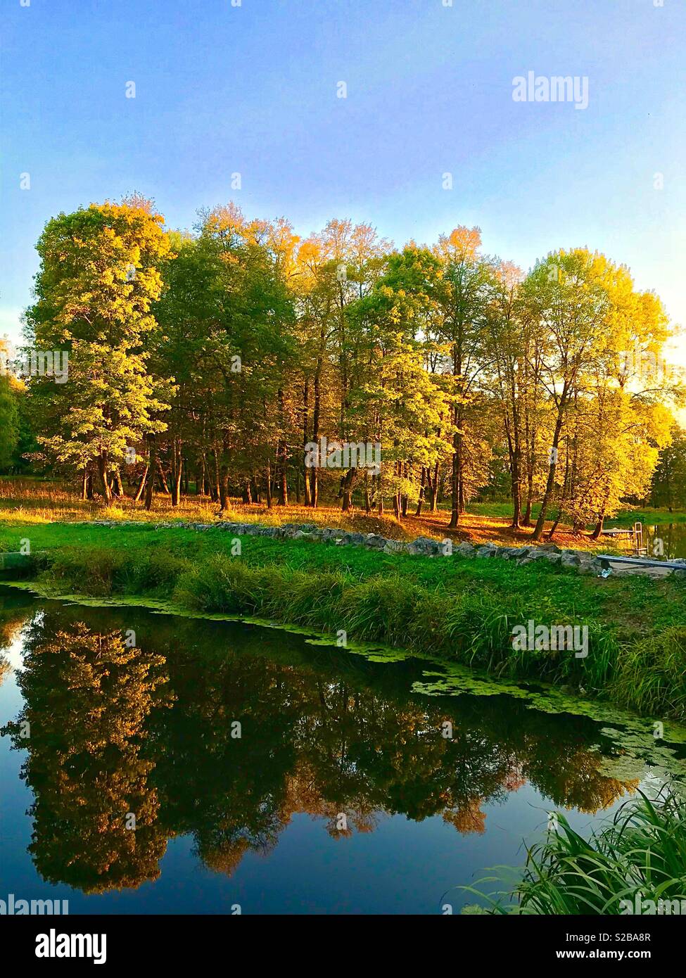 group of trees by the lake Stock Photo - Alamy