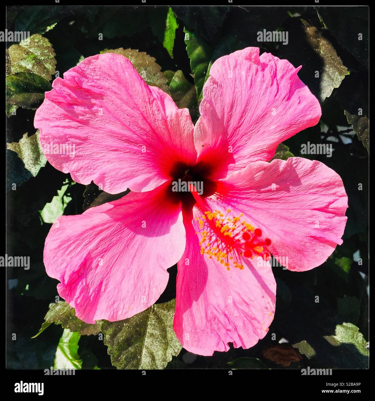 Hibiscus Flower in Gibraltar Stock Photo - Alamy
