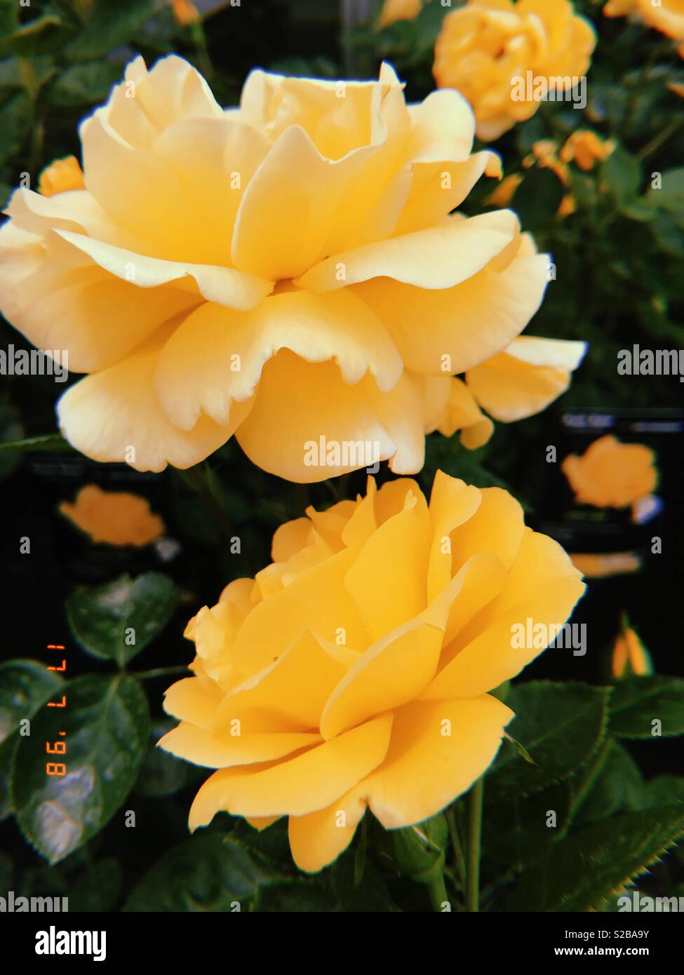 Yellow english garden rose hi-res stock photography and images - Alamy