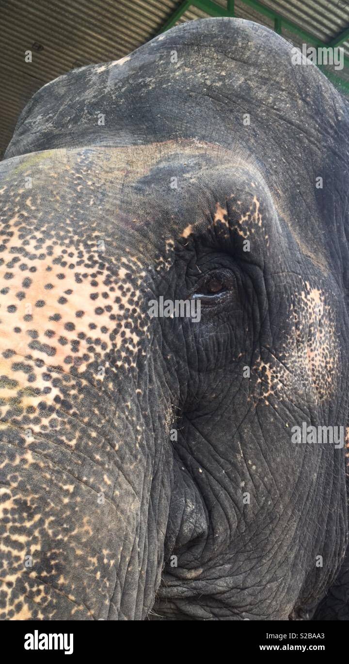 Elephant lady hi-res stock photography and images - Alamy