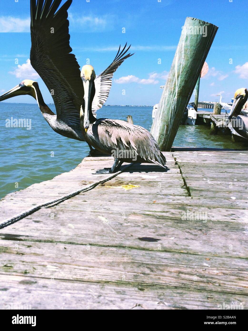 Staring contest hi-res stock photography and images - Alamy