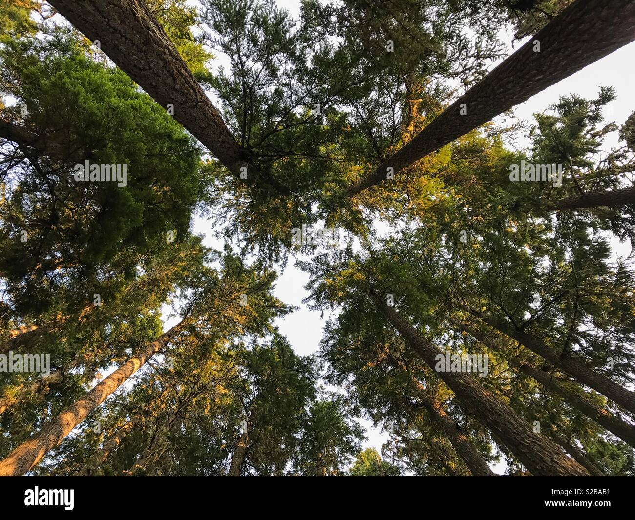 Unique pine forest hi-res stock photography and images - Alamy