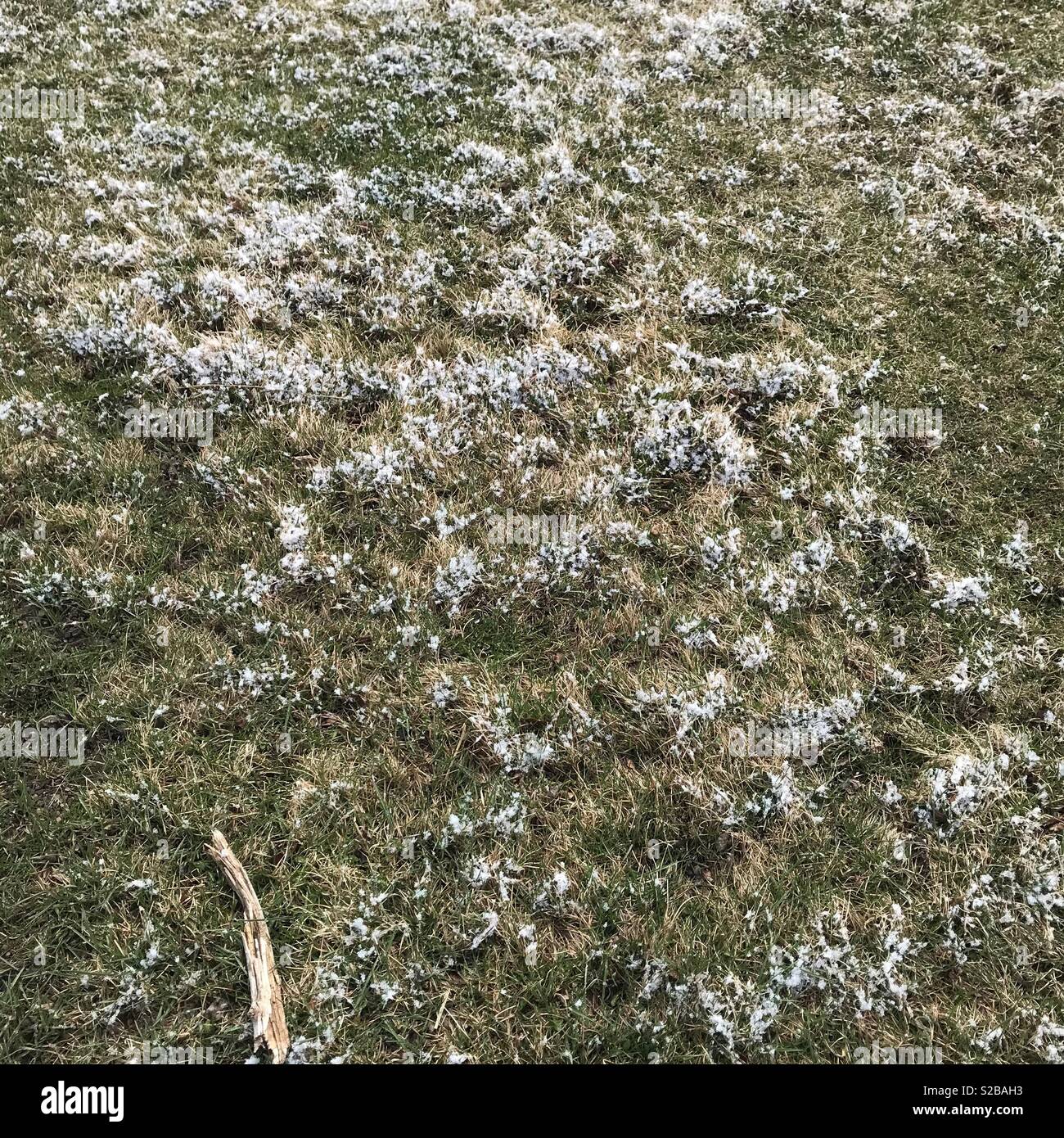 Spring grass hi-res stock photography and images - Alamy