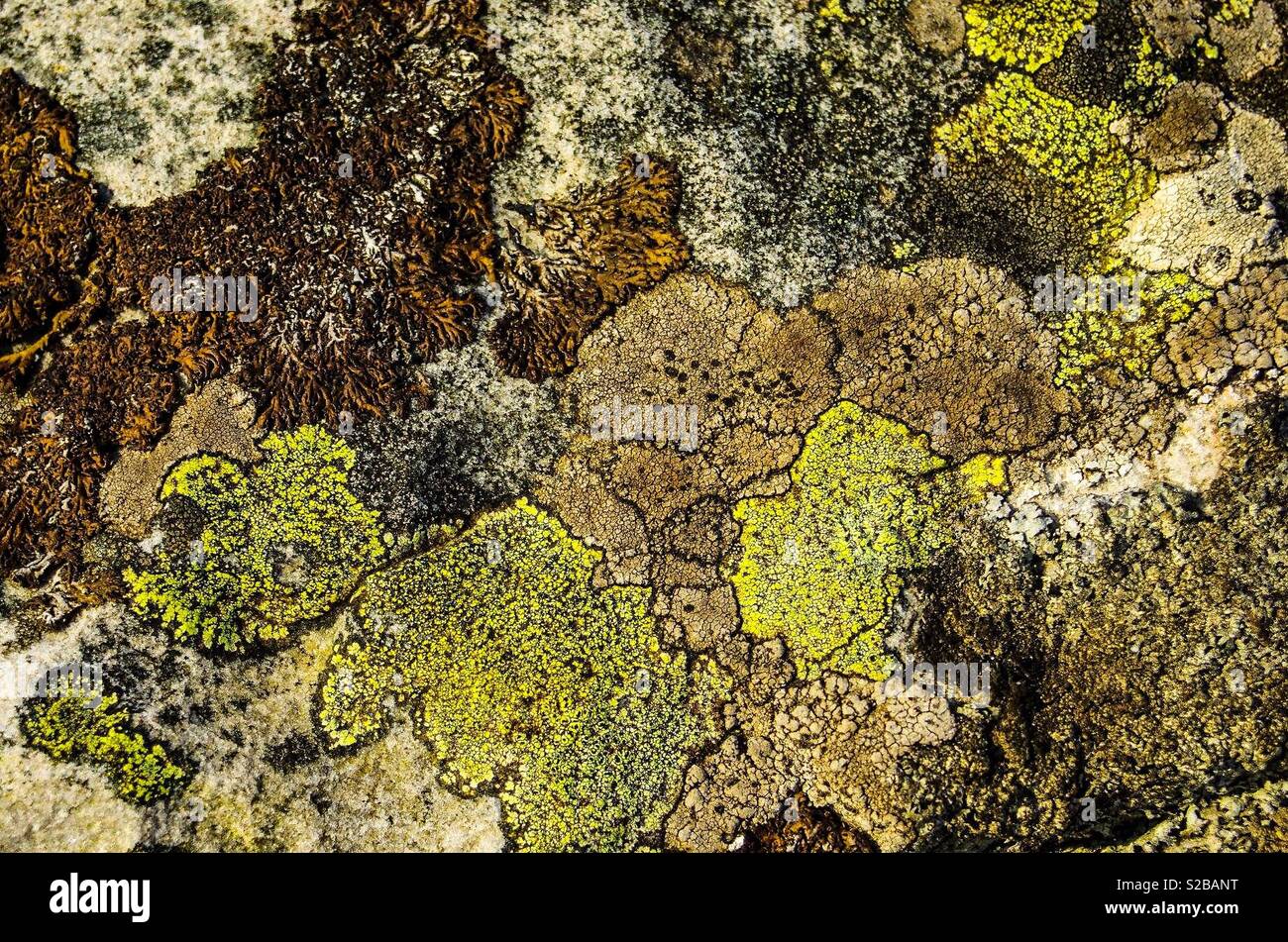 Moss and Lichen on Rocks, in Arisaig, Scotland forming a beautiful ...