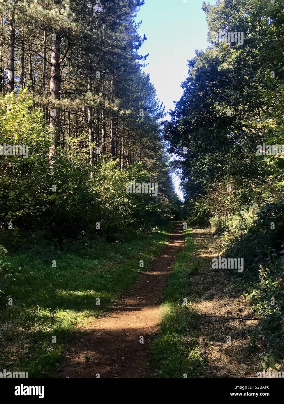 Salcey Forest Northamptonshire High Resolution Stock Photography and ...