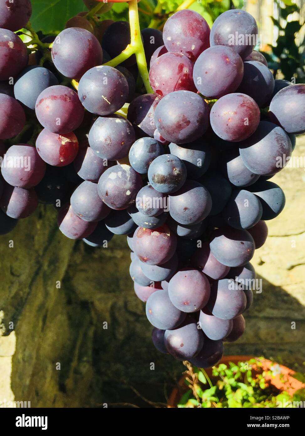 Bunch of grapes Stock Photo - Alamy