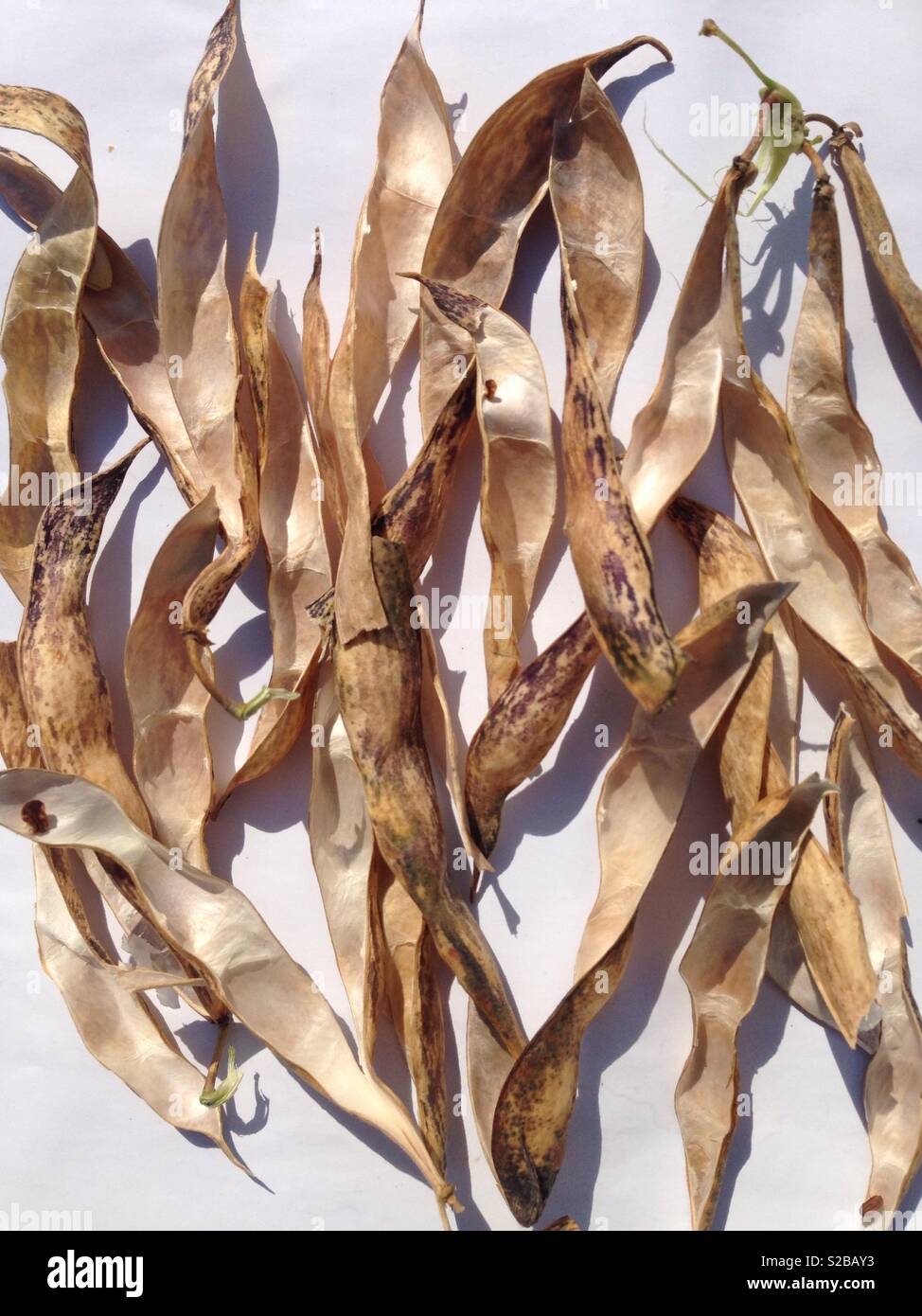 bean peel. Slovenia Stock Photo - Alamy