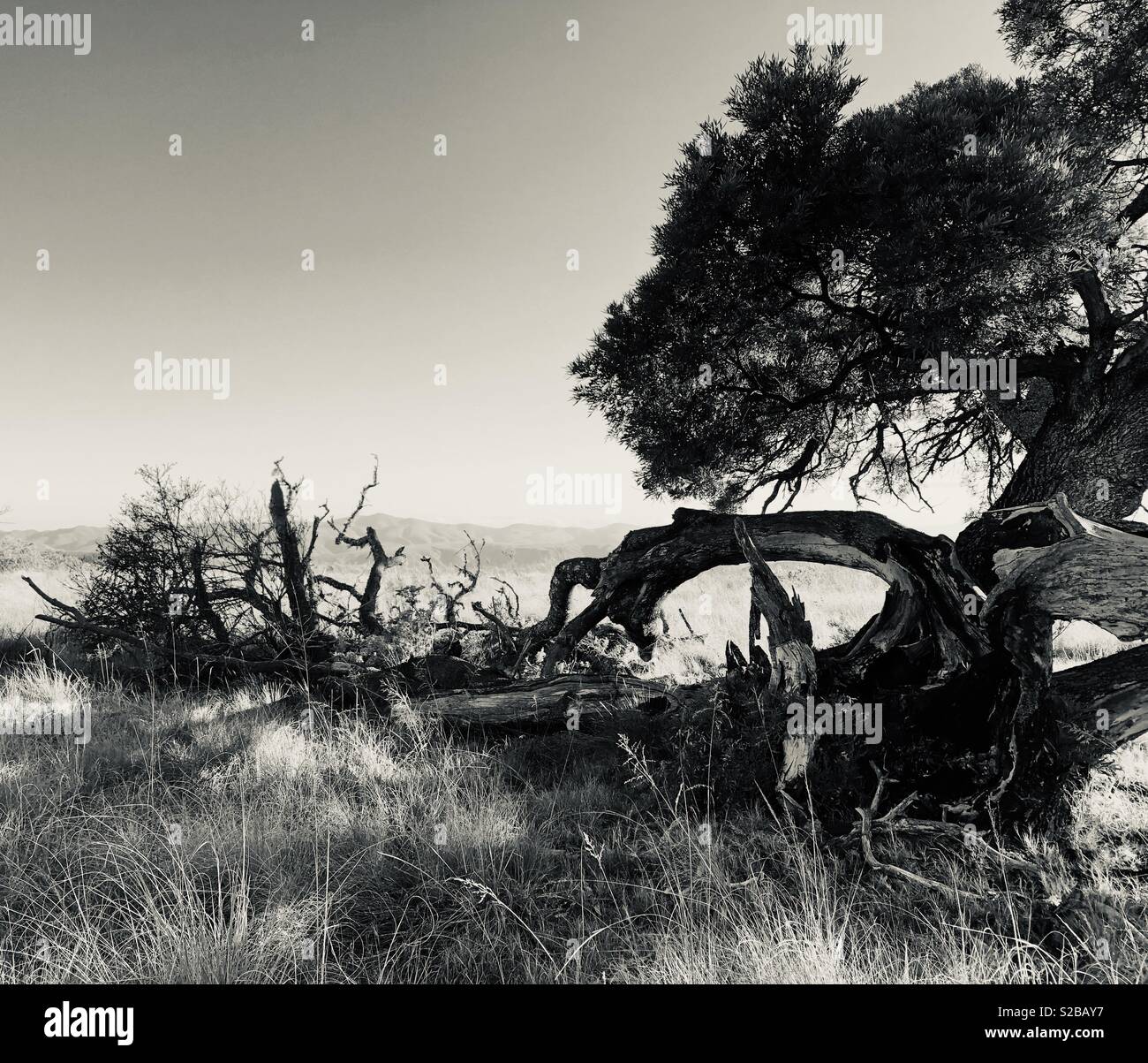 Baviaans High Resolution Stock Photography and Images - Alamy