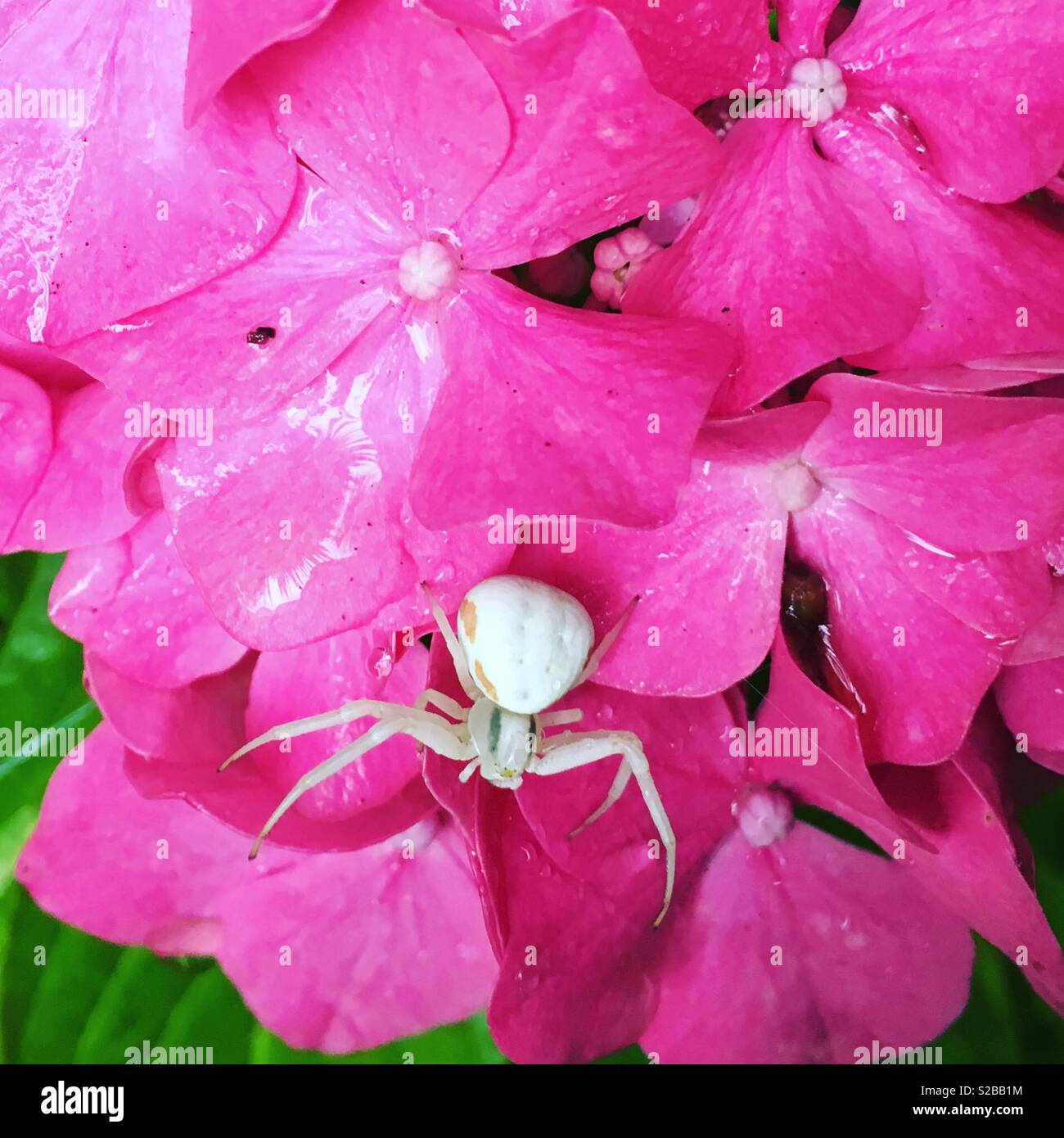 White spider hi-res stock photography and images - Alamy