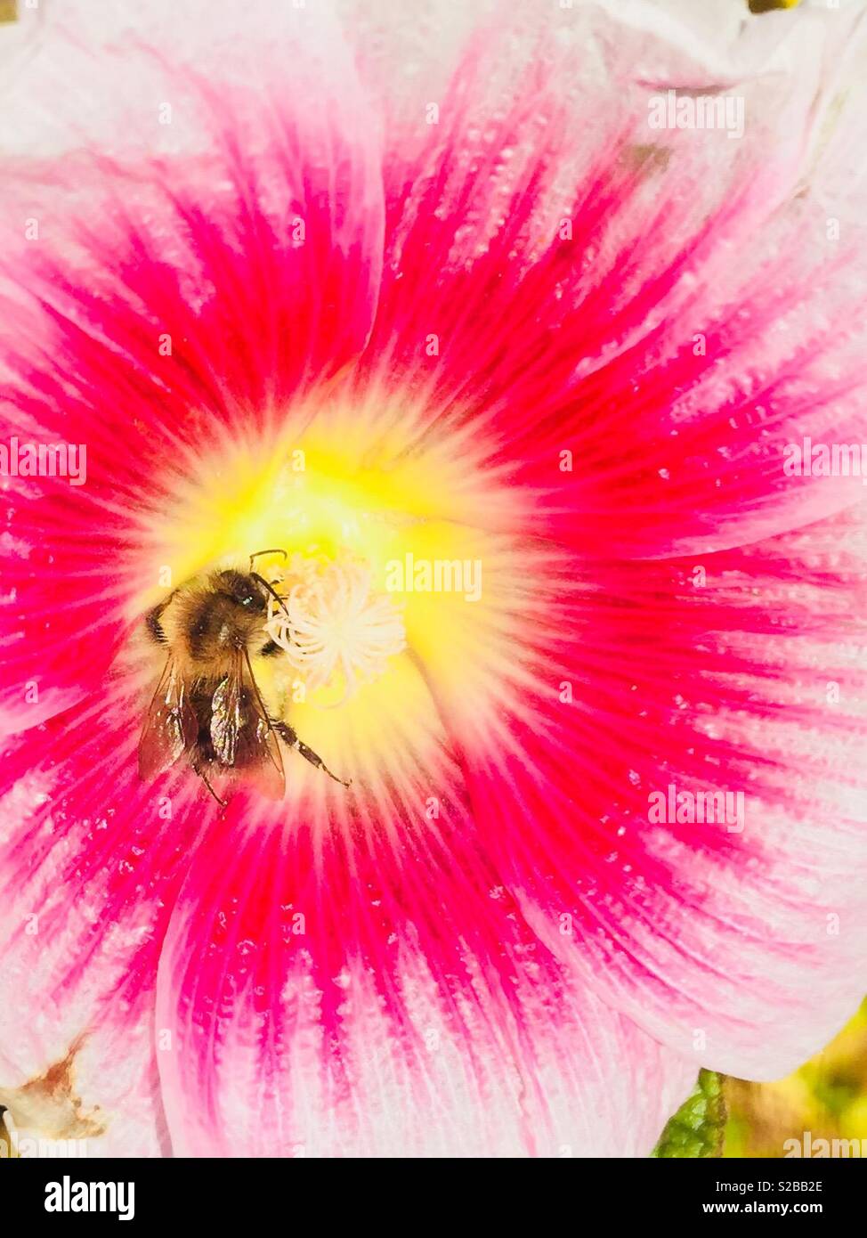 Bumblebee in flower Stock Photo - Alamy
