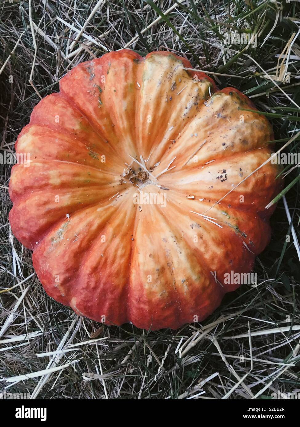 Orange and yellow pumpkin resting in grass and hay Stock Photo - Alamy