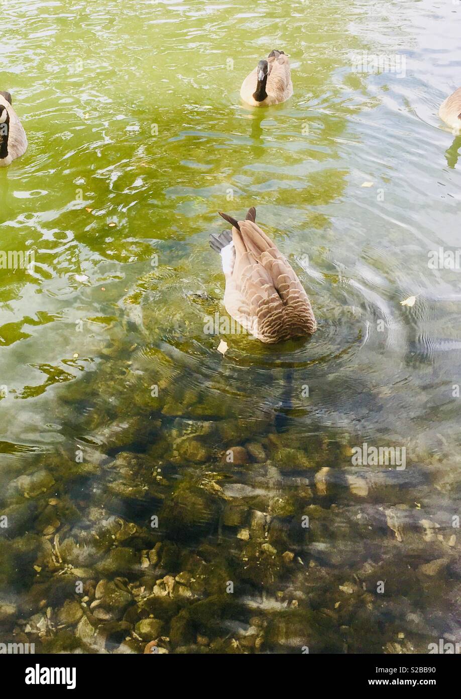 enhanced photo of goose head under water Stock Photo - Alamy