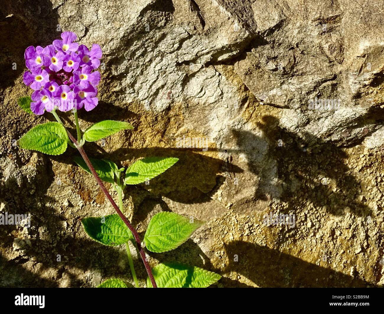 Purple lantana hi-res stock photography and images - Alamy